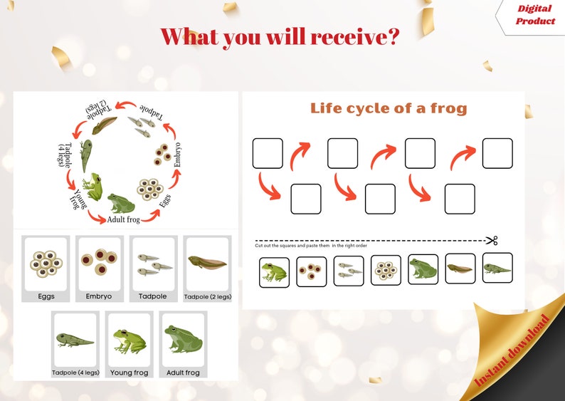 FROG LIFE CYCLE Poster & Activity Game Busy Book Activity - Etsy