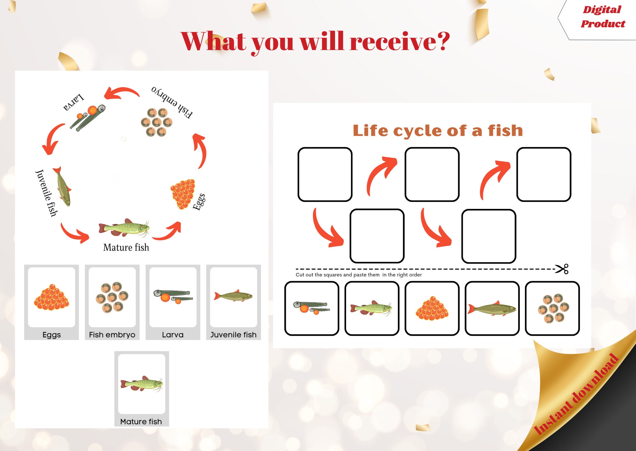 FISH LIFE CYCLE Poster & Activity Game - Busy Book Activity Montessori ...