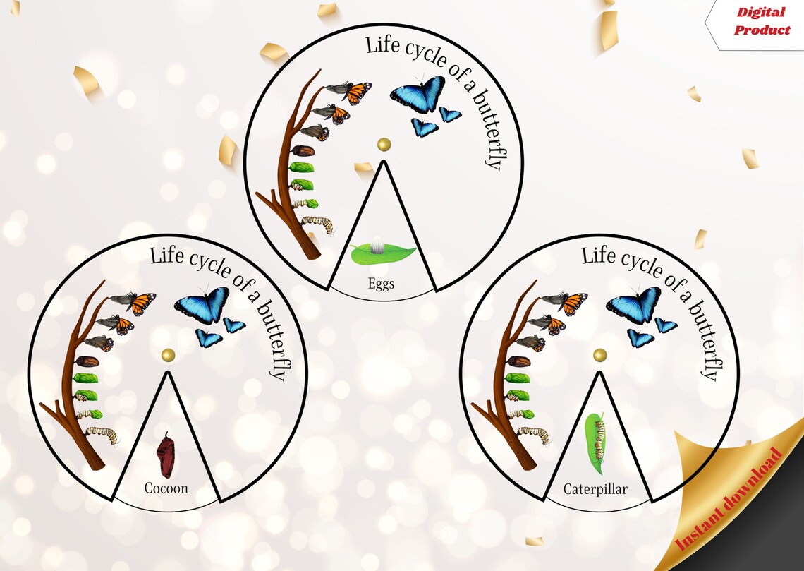 LIFE CYCLE of a BUTTERFLY Wheel Busy Book Activity - Etsy