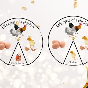 LIFE CYCLE of a CHICKEN Wheel - Busy Book Activity Montessori Learning ...