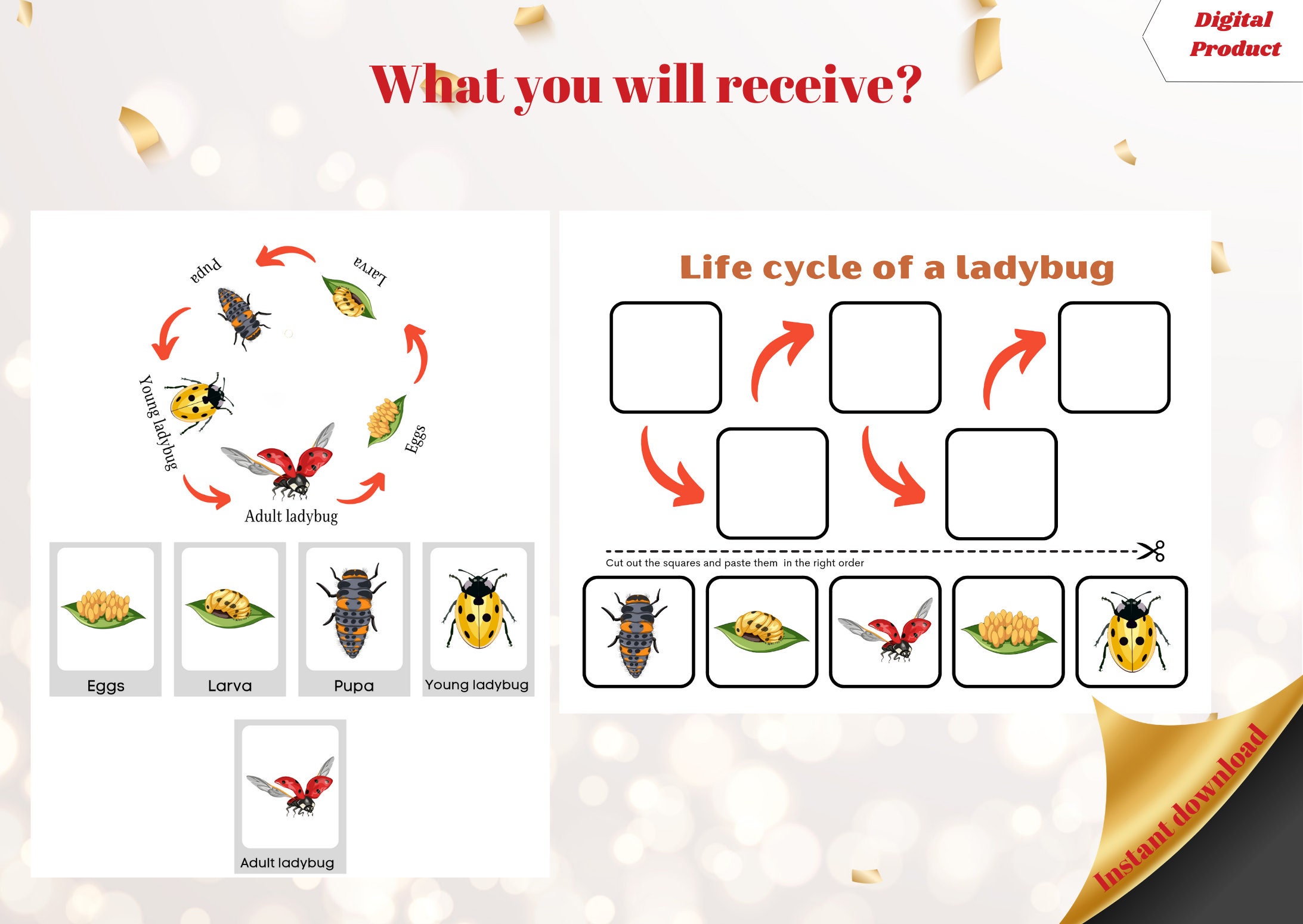 LADYBUG LIFE CYCLE Poster & Activity Game - Busy Book Activity ...