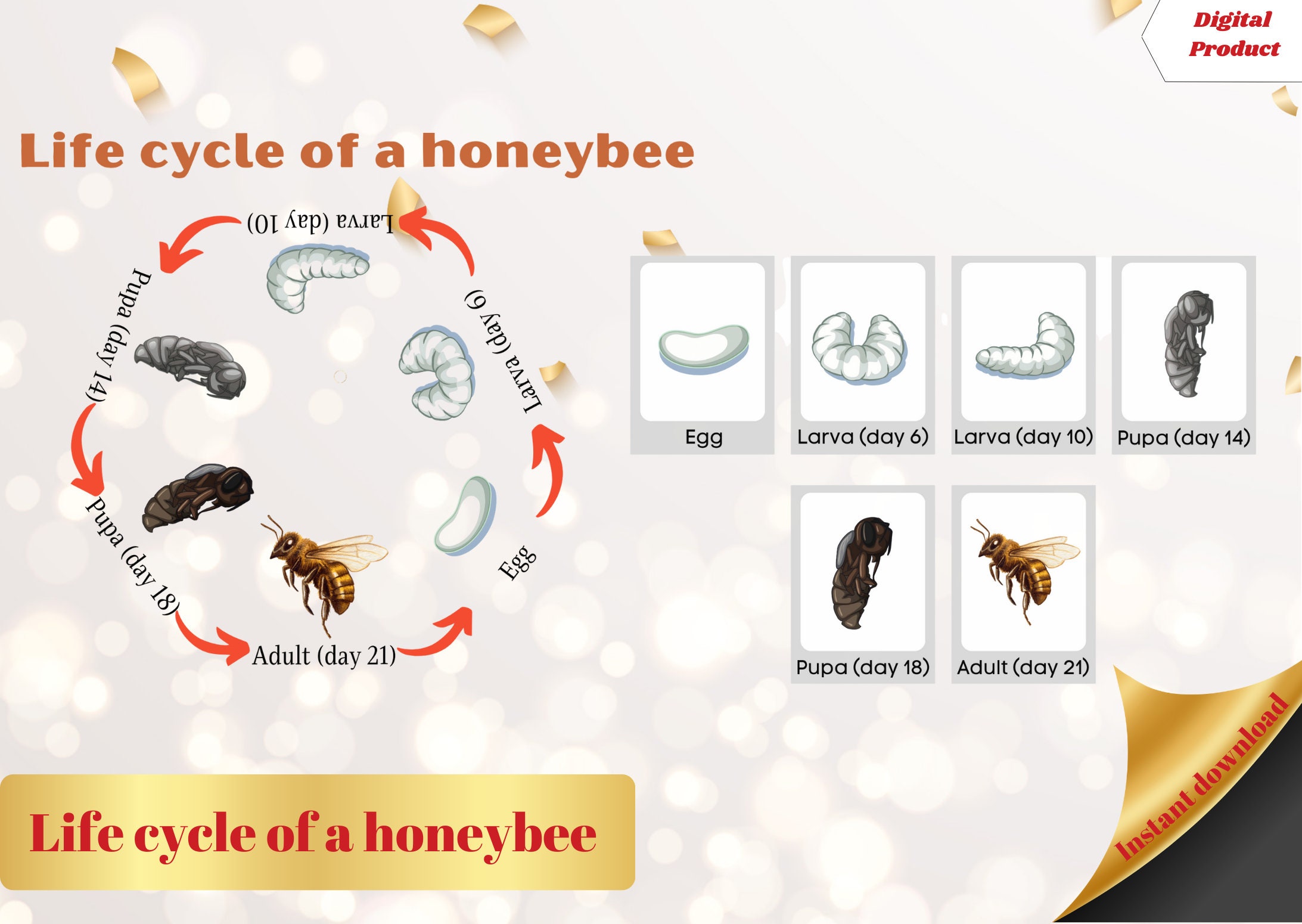 HONEYBEE LIFE CYCLE Poster & Activity Game - Busy Book Activity ...
