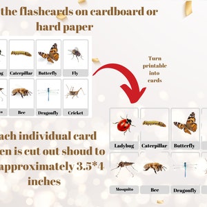 BUGS & INSECTS - 24 Printable Flashcards - Bugs and Insects ...