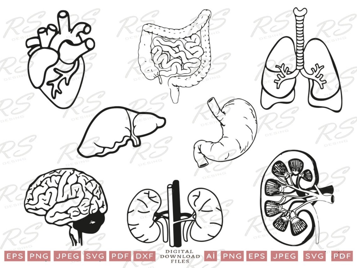 Anatomical Human Organs Svg Bundle, Human Heart Clipart, Body Organs ...