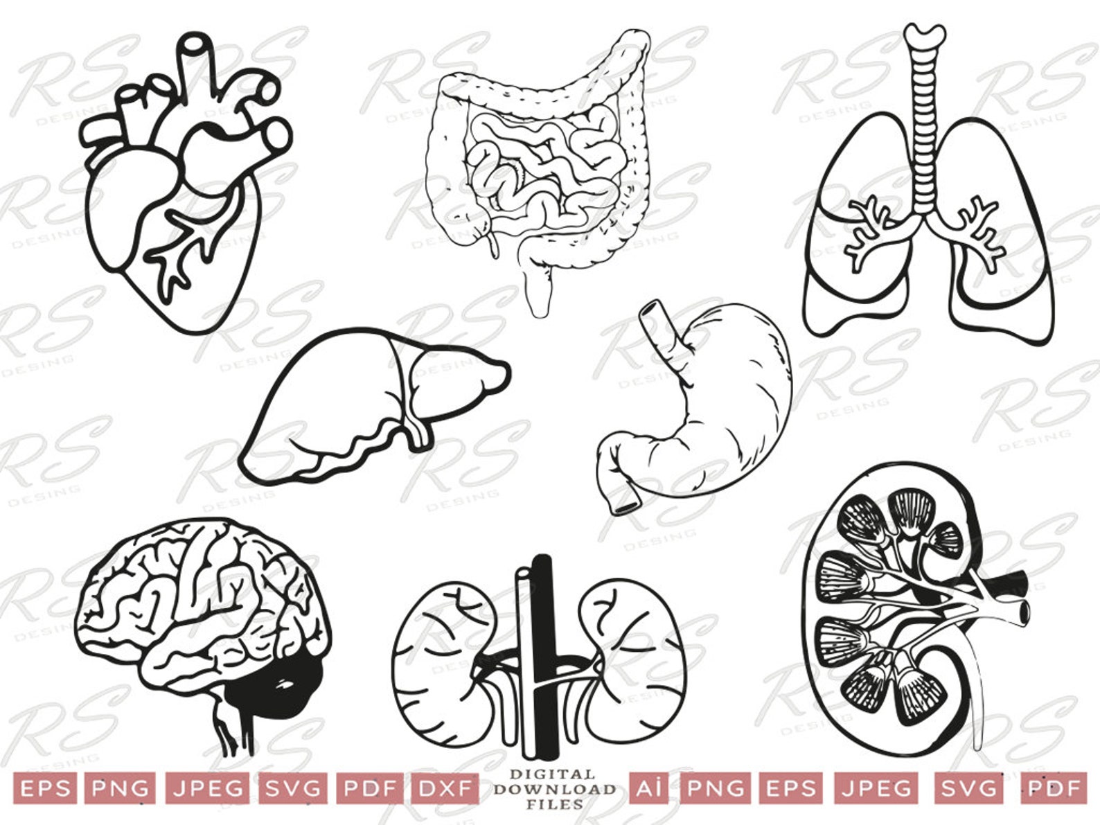 Anatomical Human Organs Svg Bundle, Human Heart Clipart, Body Organs ...