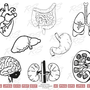 Anatomical Human Organs Svg Bundle, Human Heart Clipart, Body Organs ...