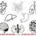 Anatomical Human Organs Svg Bundle, Human Heart Clipart, Body Organs ...