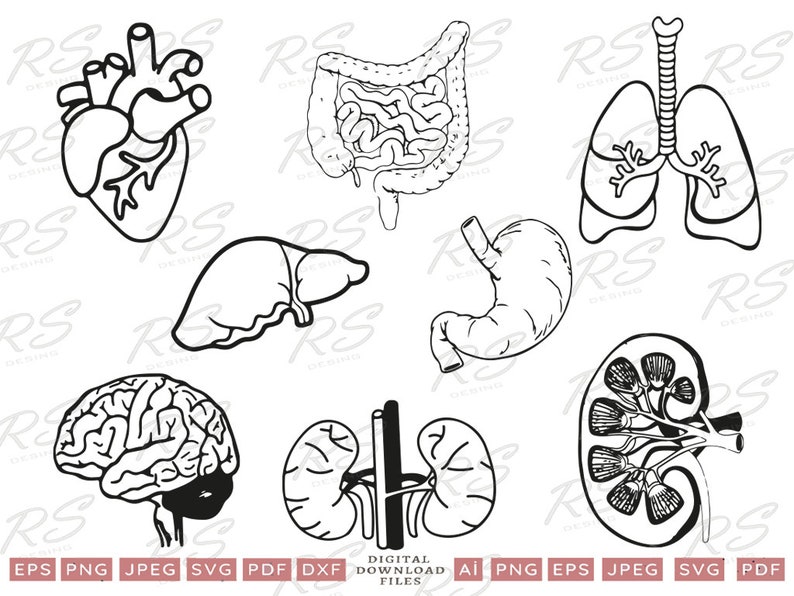 Anatomical Human Organs Svg Bundle, Human Heart Clipart, Body Organs ...