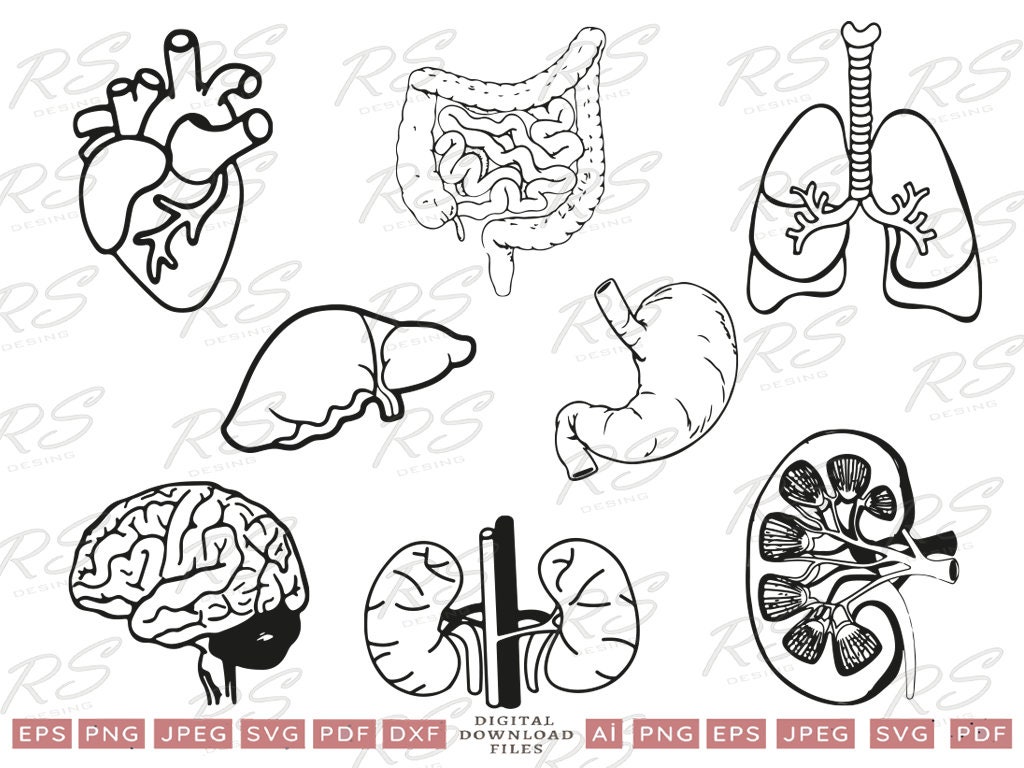 Anatomical Human Organs Svg Bundle, Human Heart Clipart, Body Organs ...