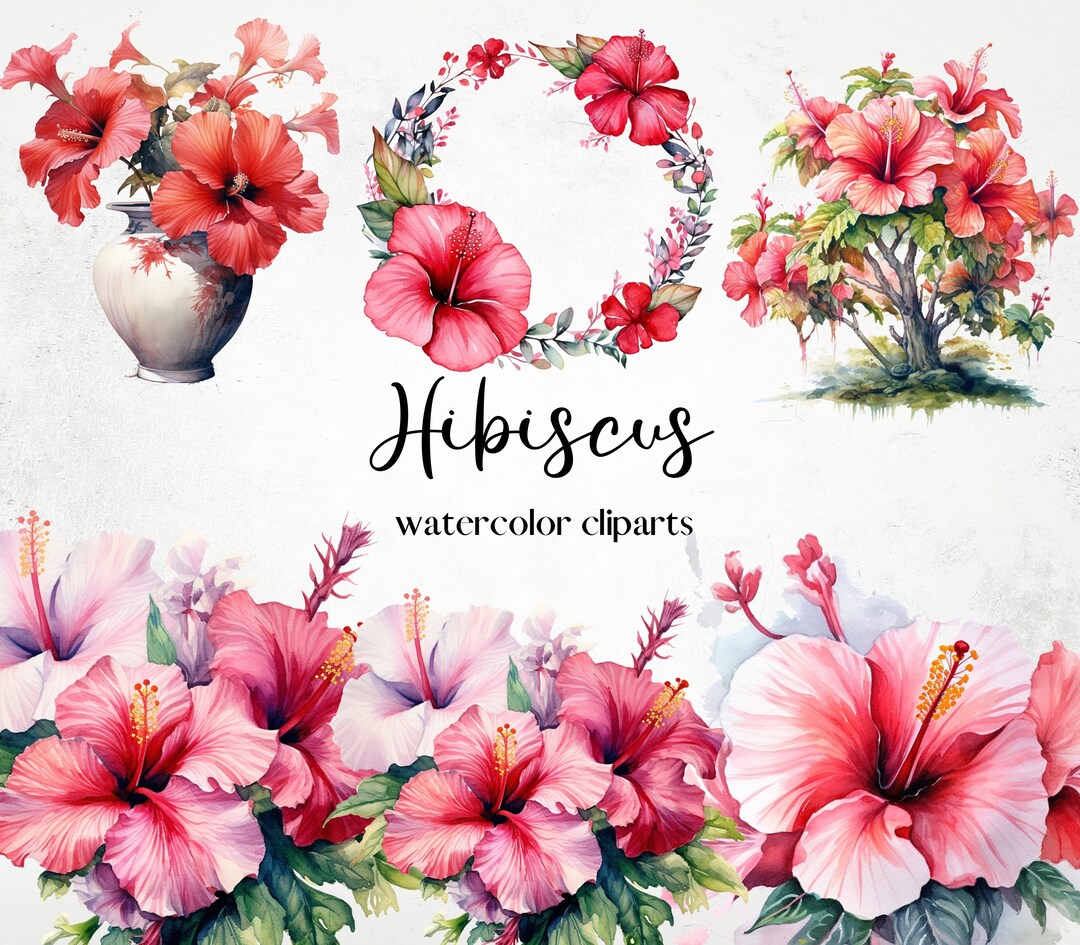 Watercolor Hibiscus Clipart, Tropical Bouquets, Flowers PNG Clip Art ...