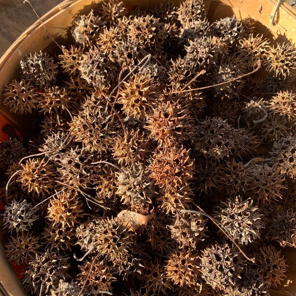 Sweet Gum Balls - Etsy