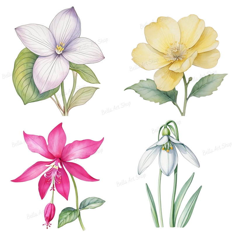 Boho Floral Wildflower Watercolour Clipart Dried Plants Autumn for ...