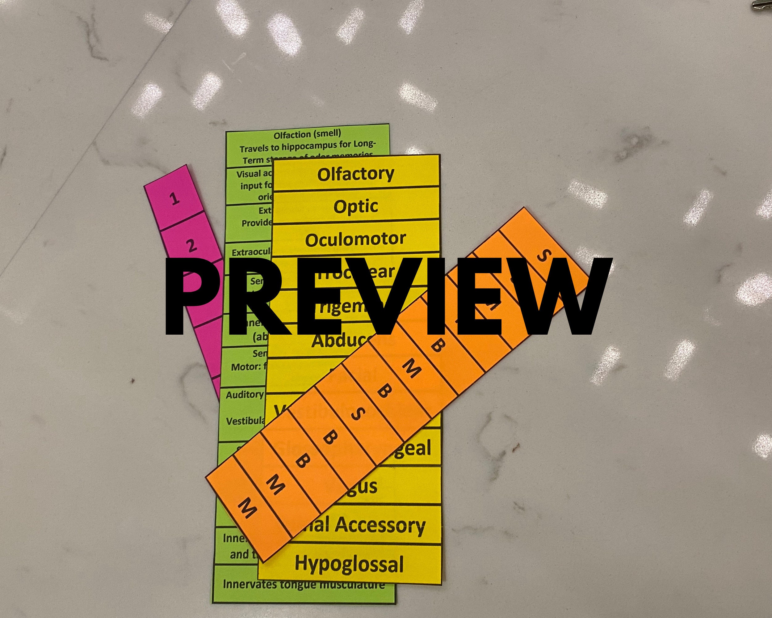 Cranial Nerves Study Kit | Digital Download, Final Exam, Grad School ...