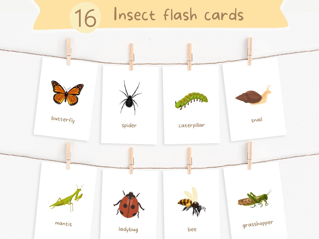 16 Insect Flash Cards, Animal Education, Toddler Kids Learning Tools ...