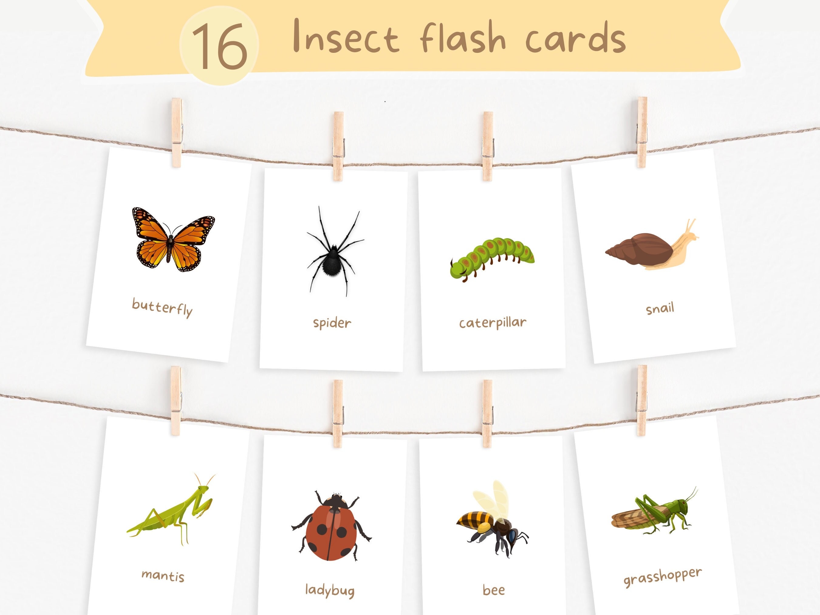 16 Insect Flash Cards, Animal Education, Toddler Kids Learning Tools ...