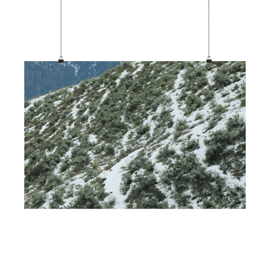 Coyote Sagebrush Poster - Etsy