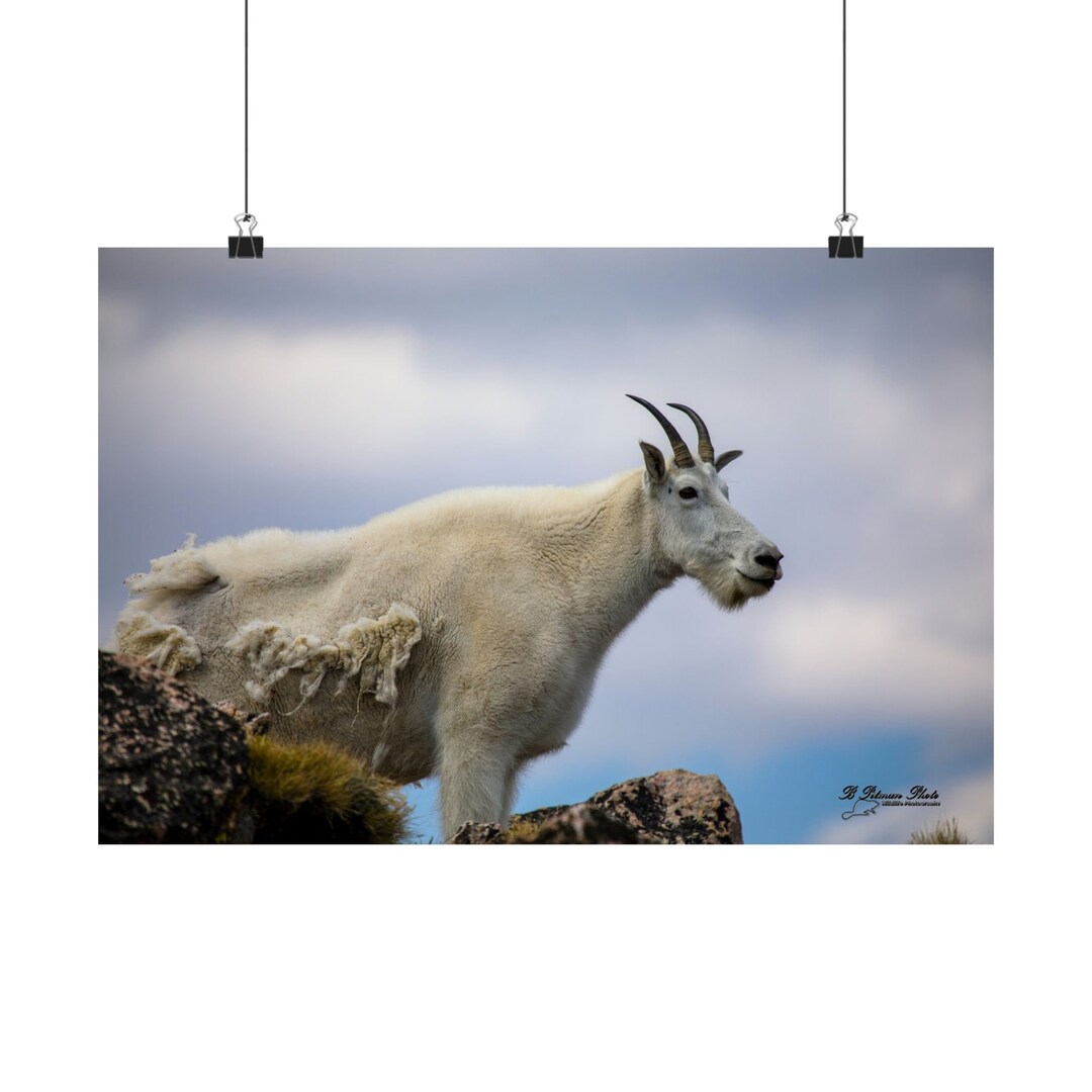 Beartooth Pass Mountain Goat (2024) - Etsy