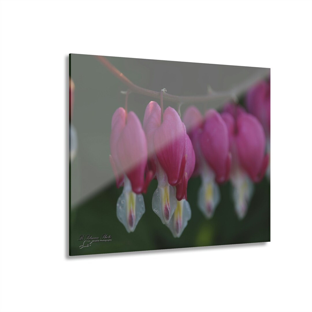 Pacific Bleeding Heart - Acrylic Prints (french Cleat Hanging) - Etsy
