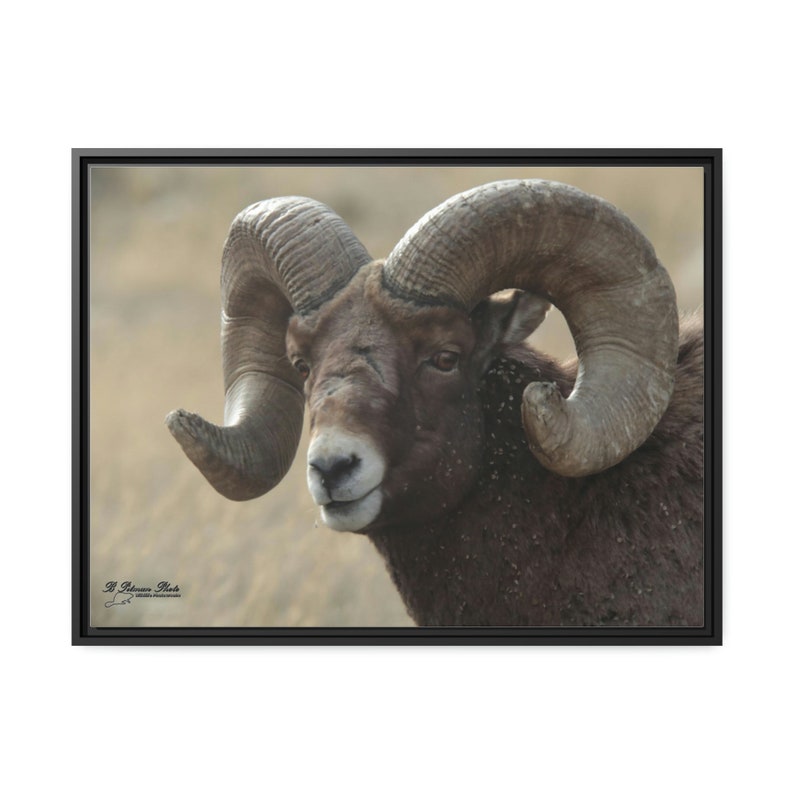 Bighorn Ram Portrait - Matte Canvas, Black Frame - Etsy