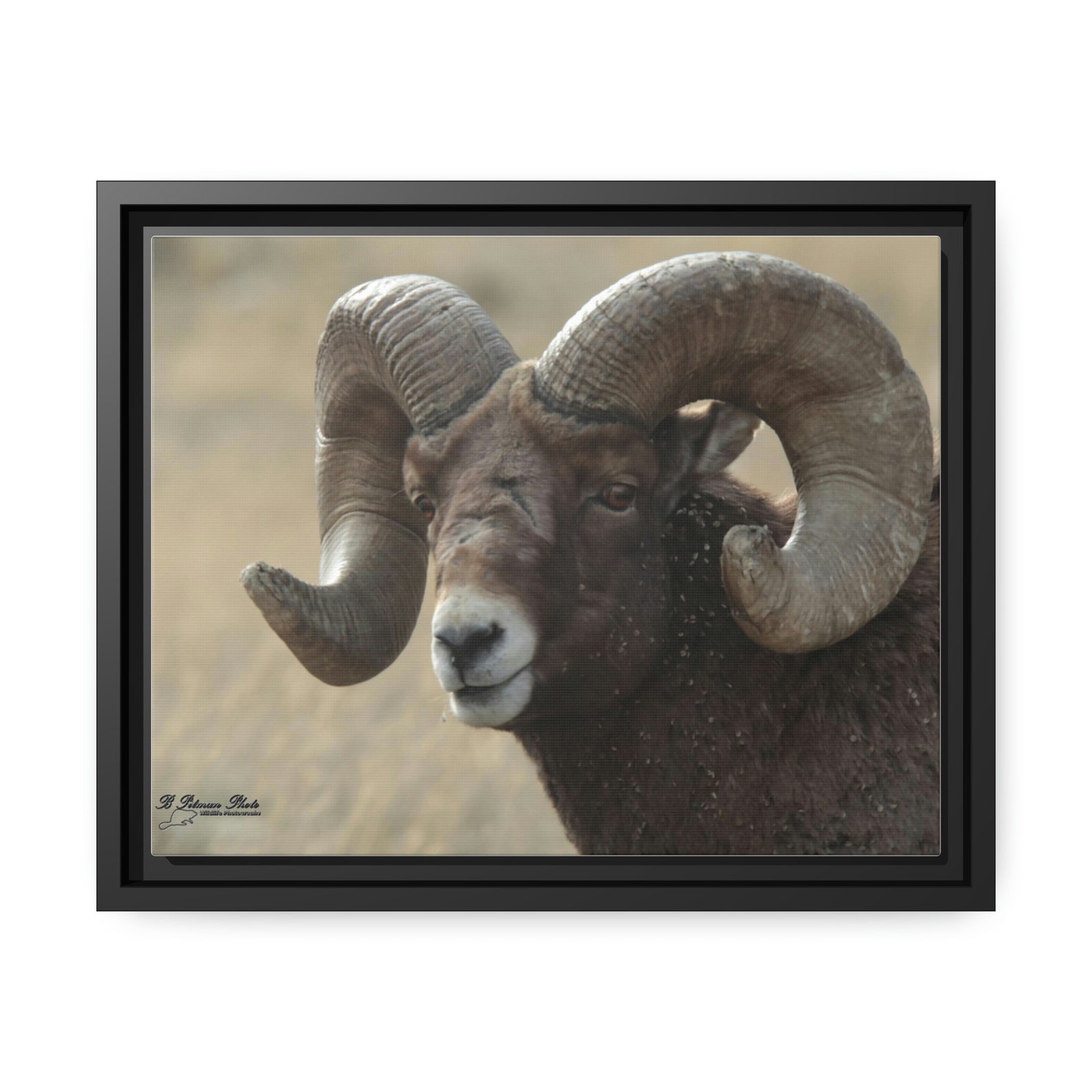 Bighorn Ram Portrait - Matte Canvas, Black Frame - Etsy