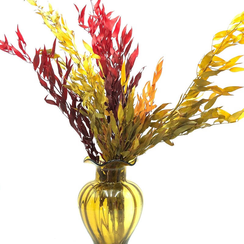 Ruscus Preserved - Etsy
