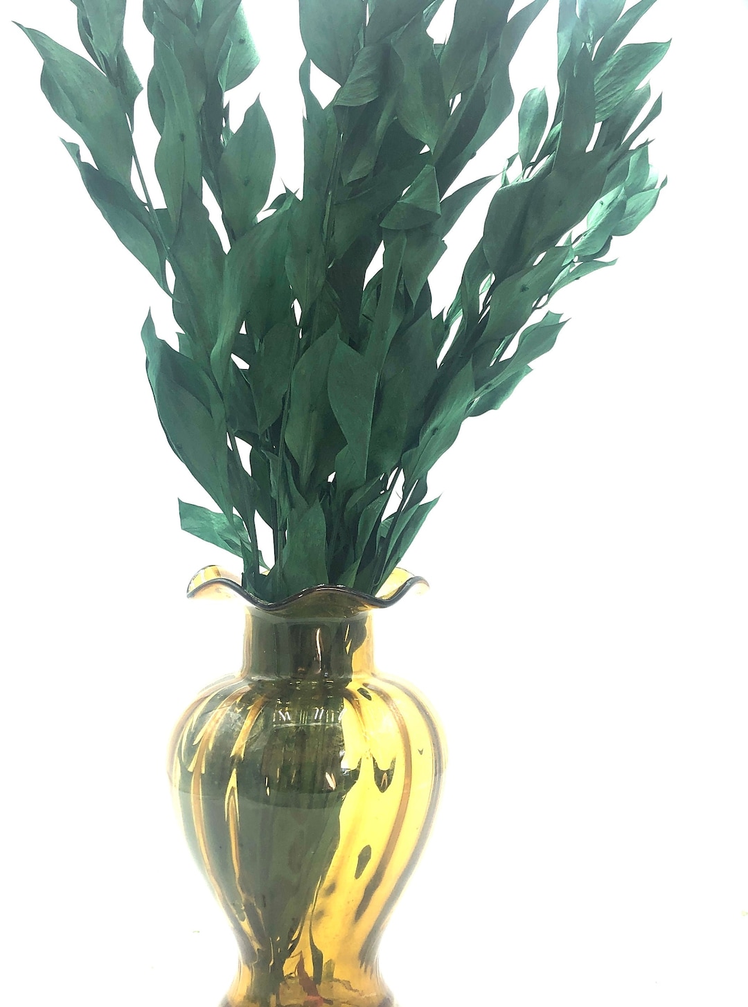 Preserved Italian Ruscus - Green - Etsy