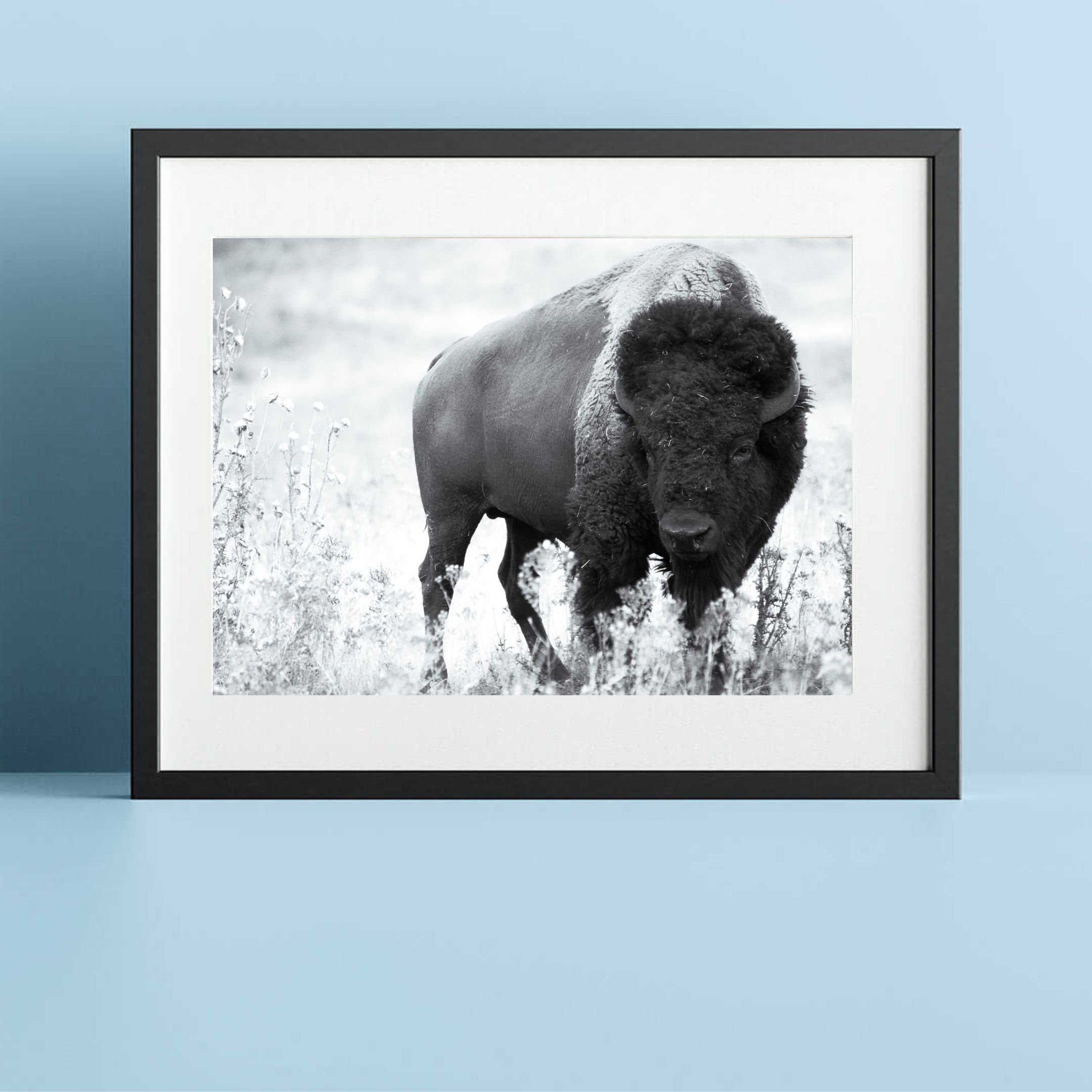 Buffalo Print - Gorgeous, Black & White Bison Buffalo Photography ...