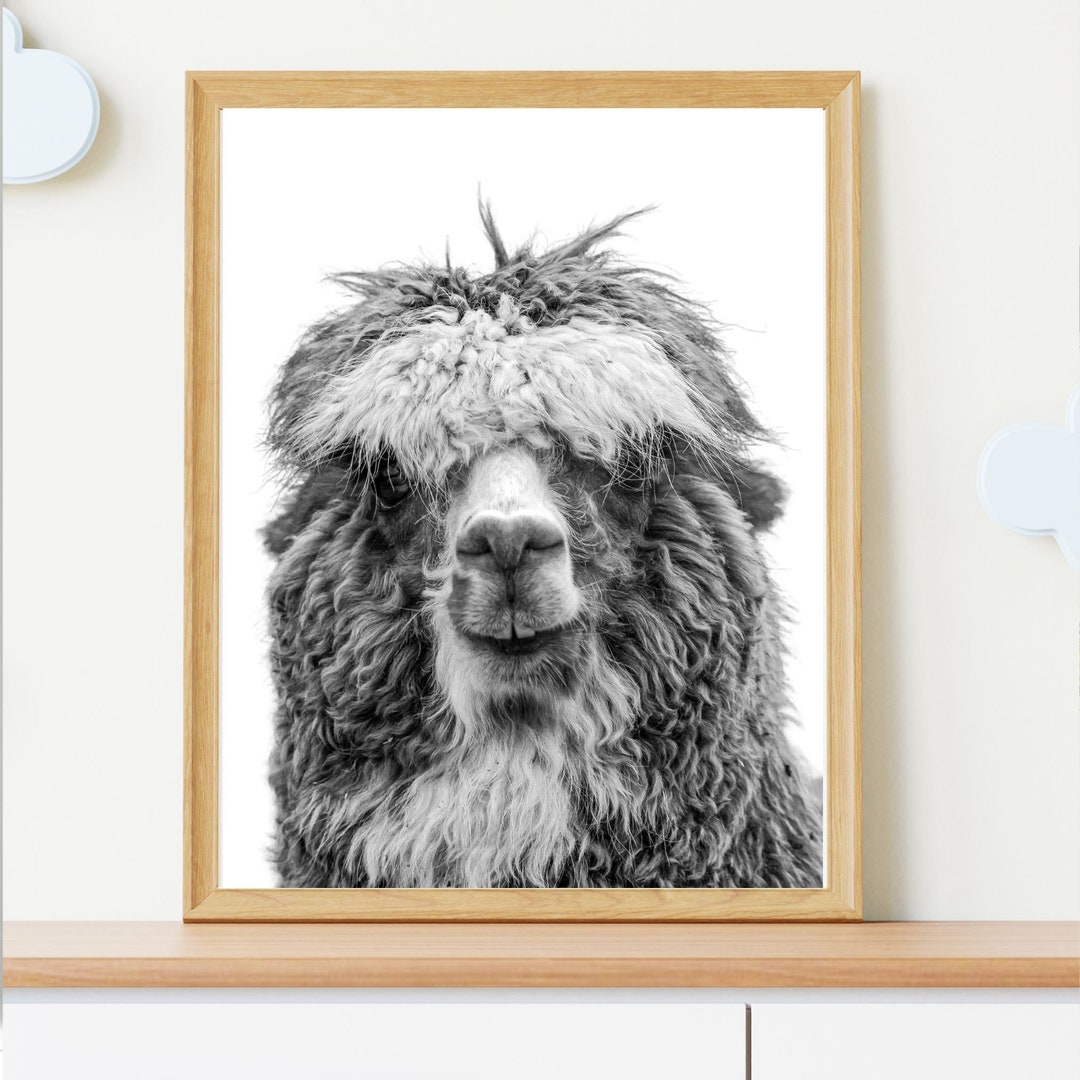 Funny Alpaca Wall Art - Nursery Wall Decor, Farmhouse Wall Art, Cozy ...