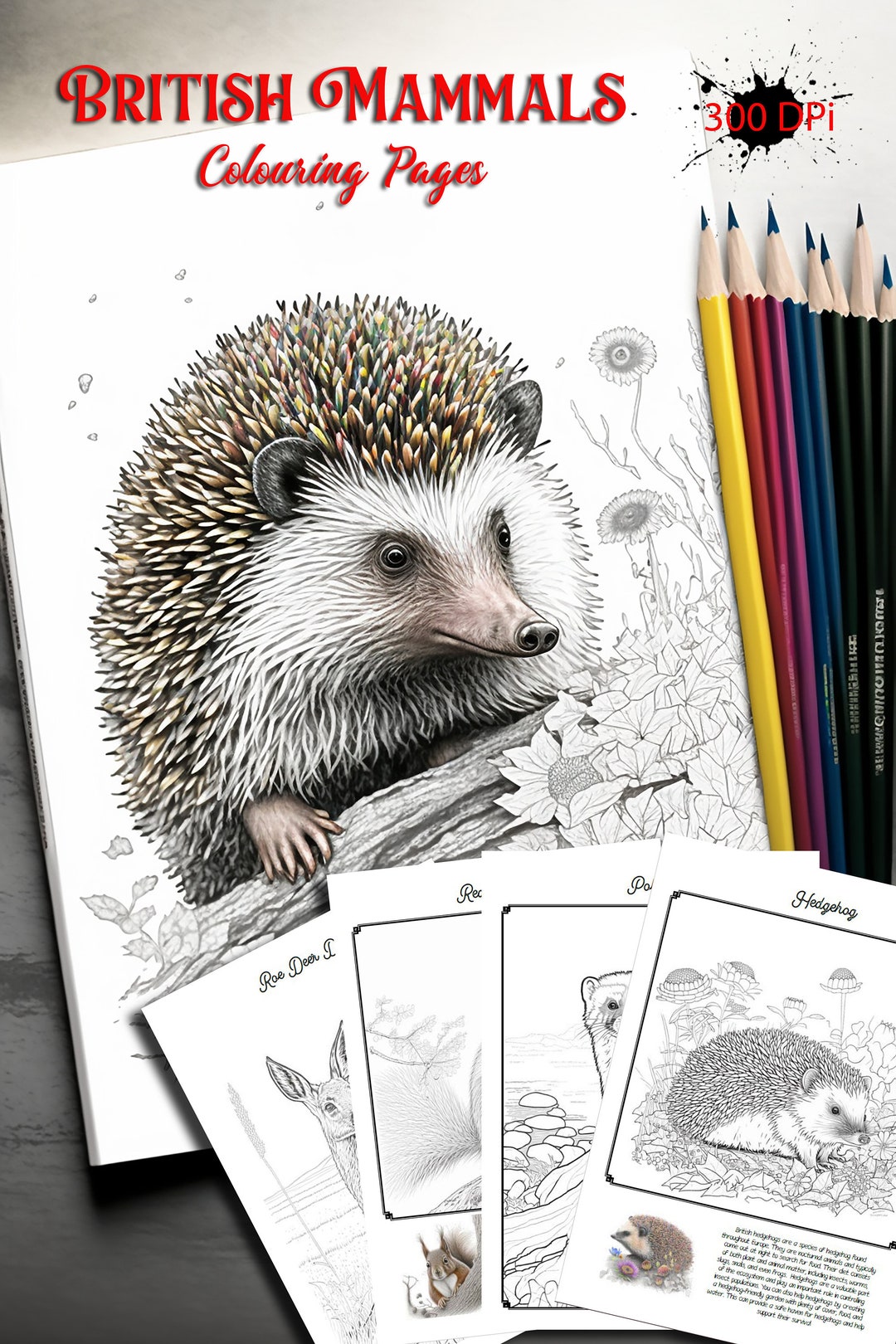 British Mammals Colouring Pages: 24 Detailed Illustrations (PDF ...