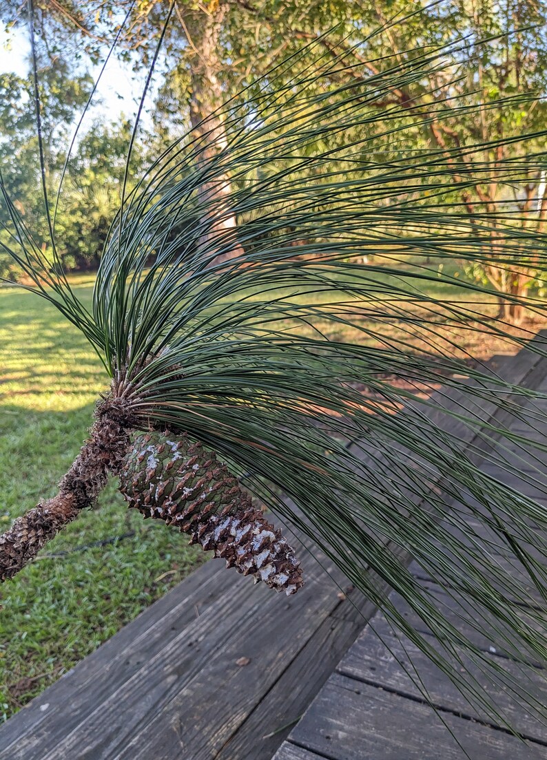 Fresh Green Georgia Longleaf Pine Branch With Cone - Etsy