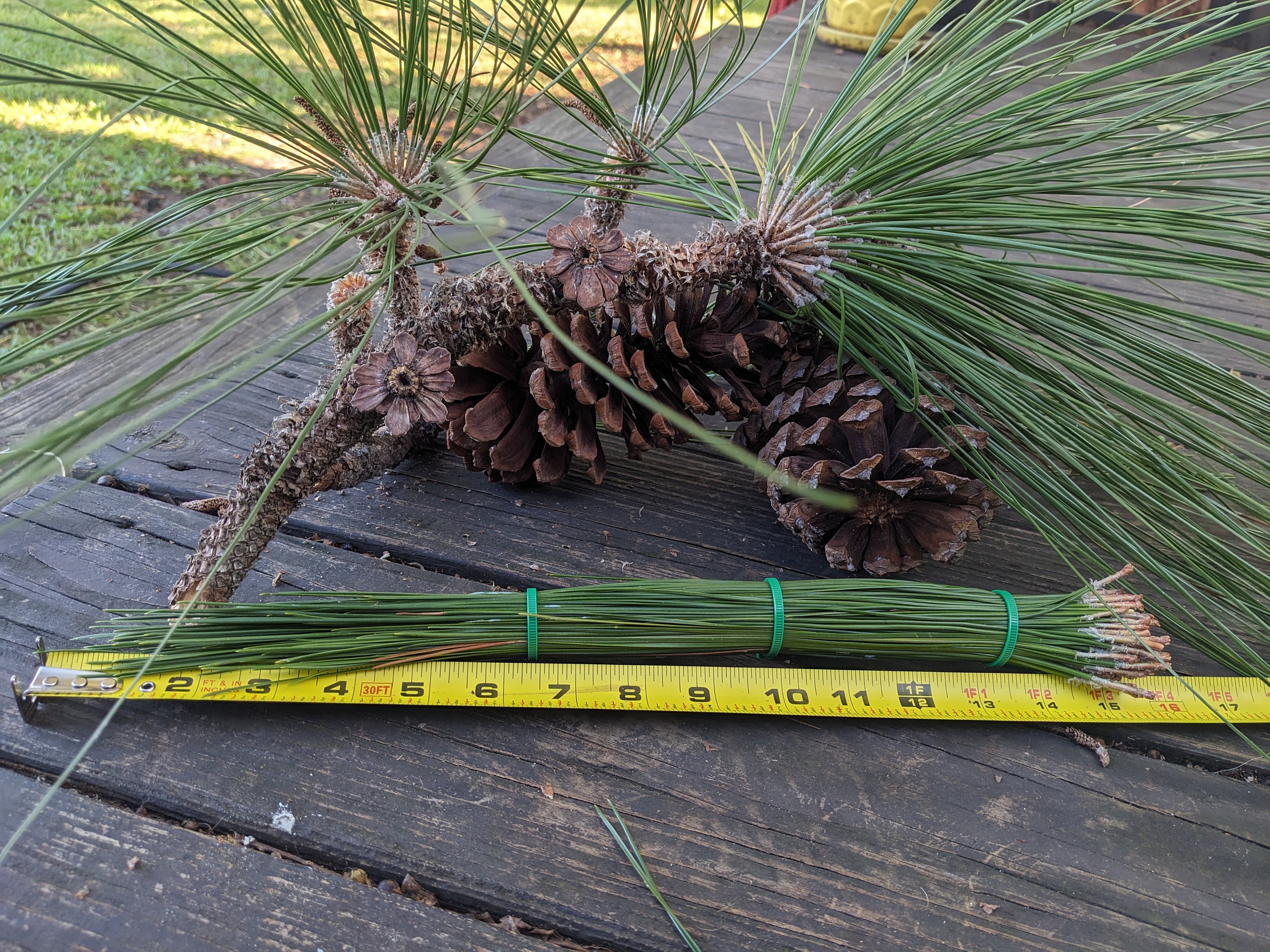 Fresh Green Georgia Longleaf Pine Needles 4oz - Etsy