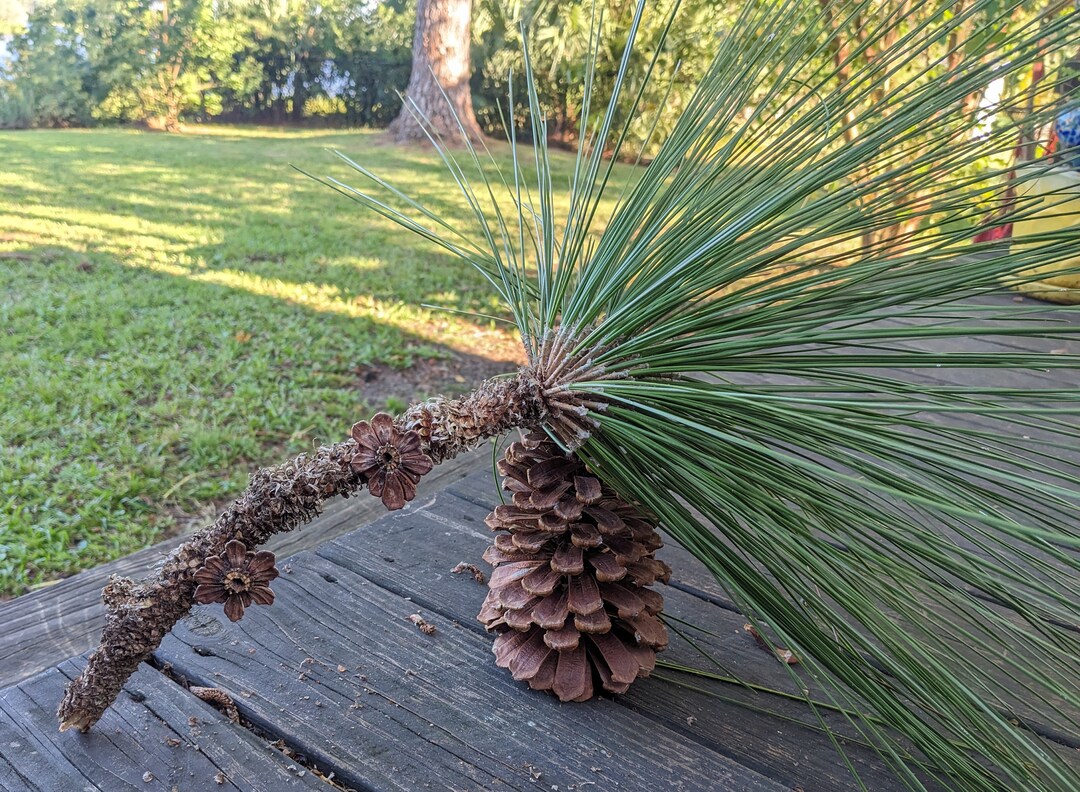 Fresh Green Georgia Longleaf Pine Branch Medium - Etsy
