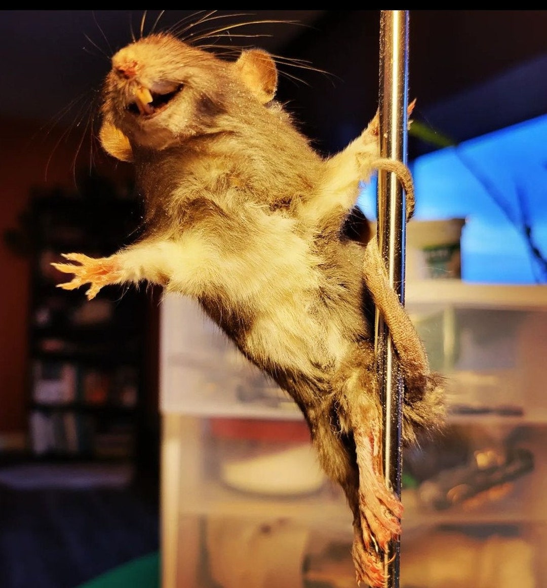 Custom Personalized Taxidermy Rat - Etsy Canada