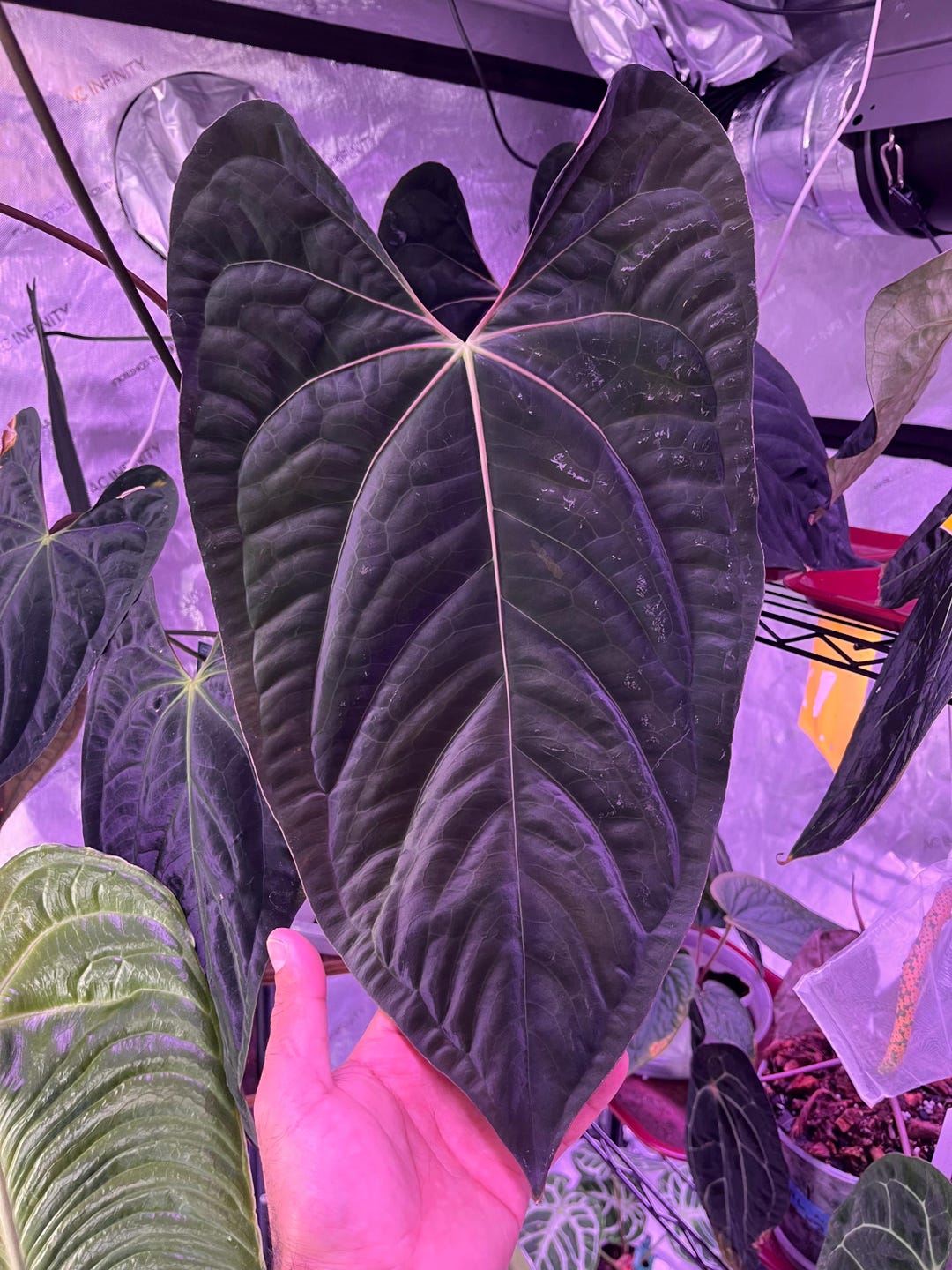 Anthurium (mystic X Ralph Lynam) X RA5 Swamp Bunny 3-4 Leaf Seedlings ...