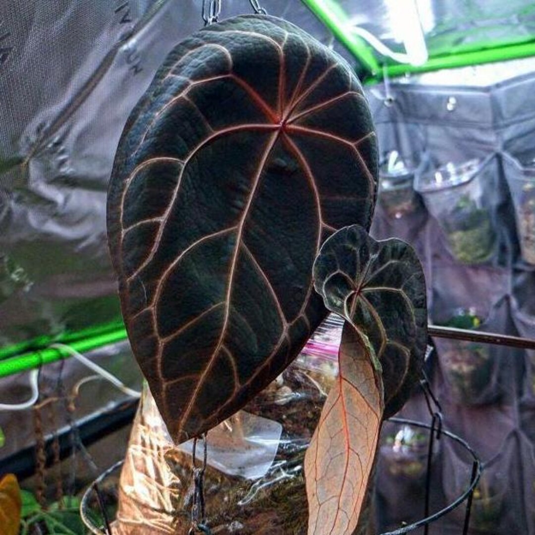 KOS X Pap X noid ender, One Leaf Seedlings of This Anthurium Hybrid US ...