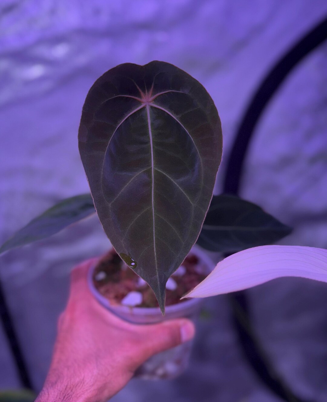 Anthurium Red Spider in Cataphyll - US Seller - Etsy