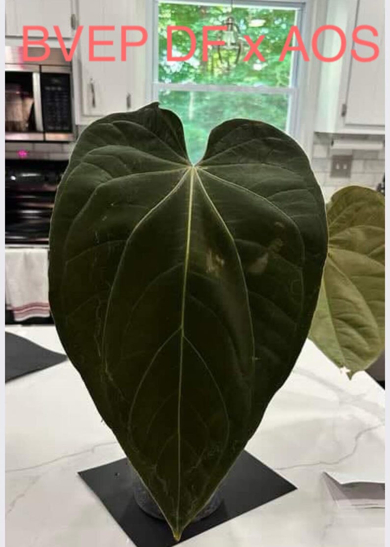 Anthurium bvep X Dark Form AOS X AOS X Pap Growers Choice Plant ...