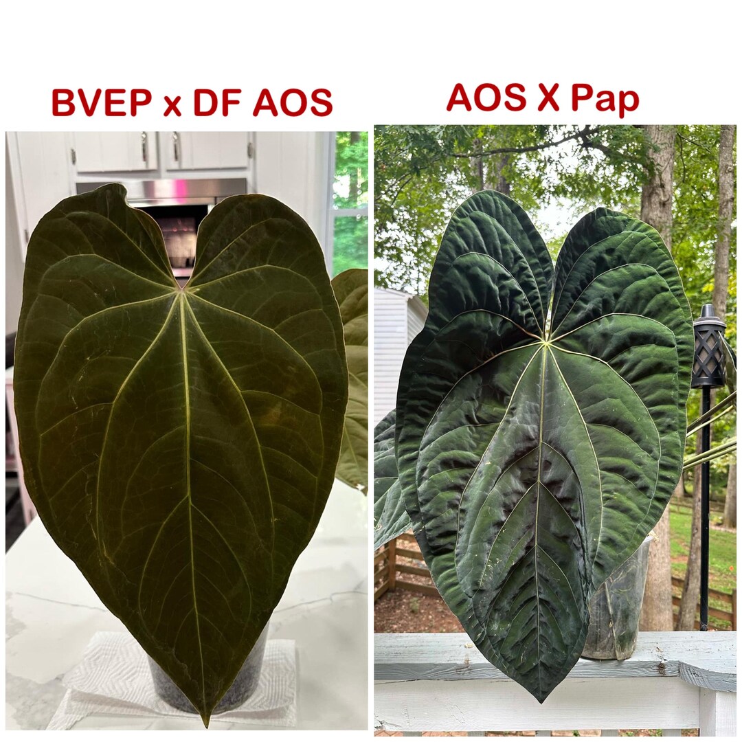 Anthurium bvep X Dark Form AOS X AOS X Pap Growers Choice Plant ...