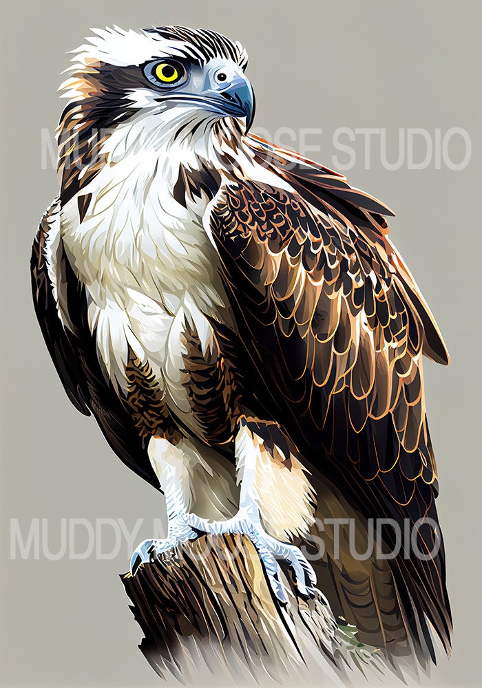 Acrylic Osprey Print Clipart PNG JPG Printable Digital - Etsy