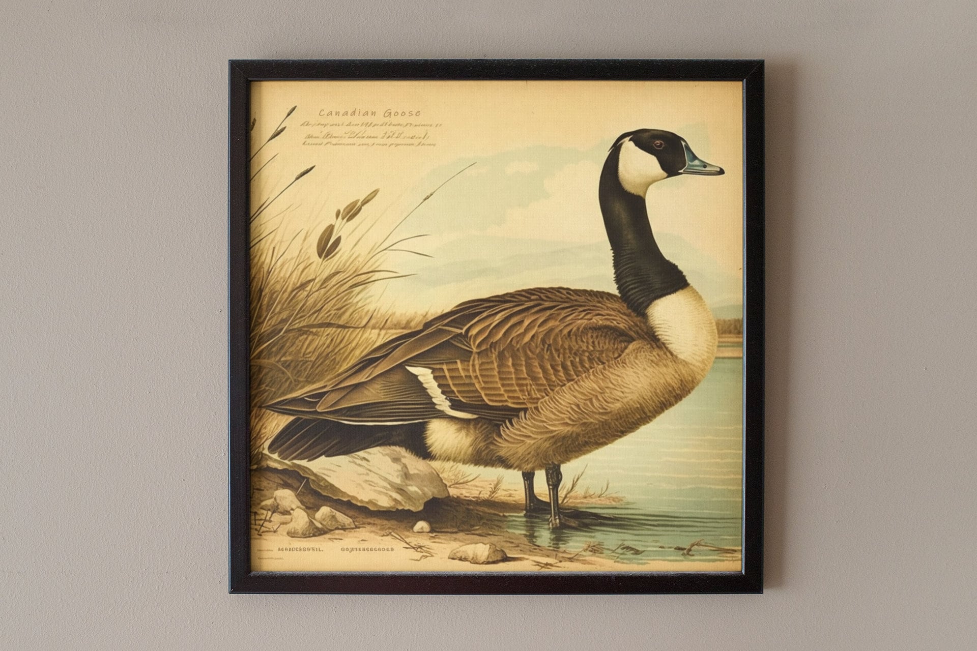 Canadian Goose Print, Clipart, PNG, Printable Digital Download ...