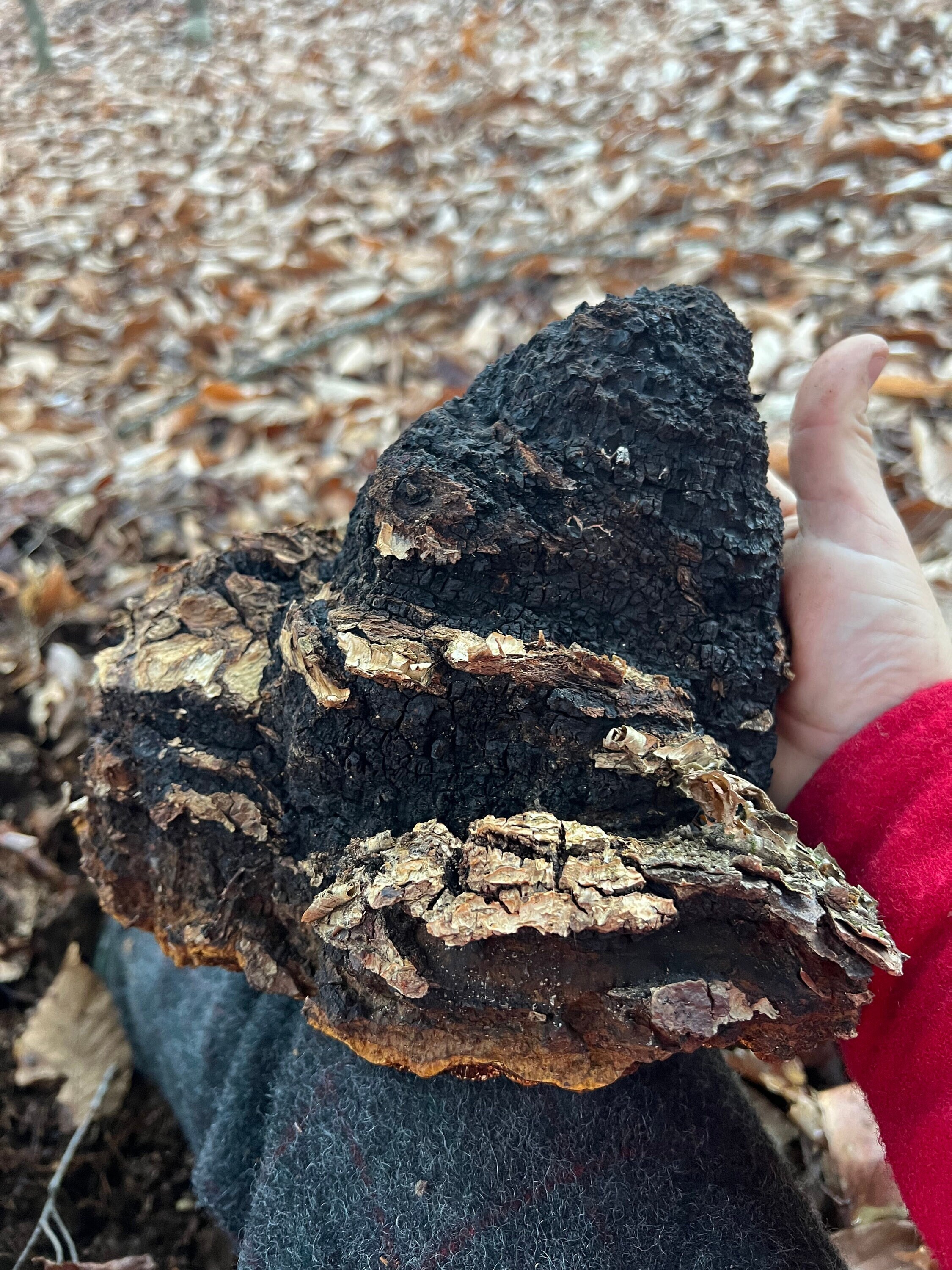 Wild Maine Foraged Chaga Mushroom Birch Tree Growth - Etsy