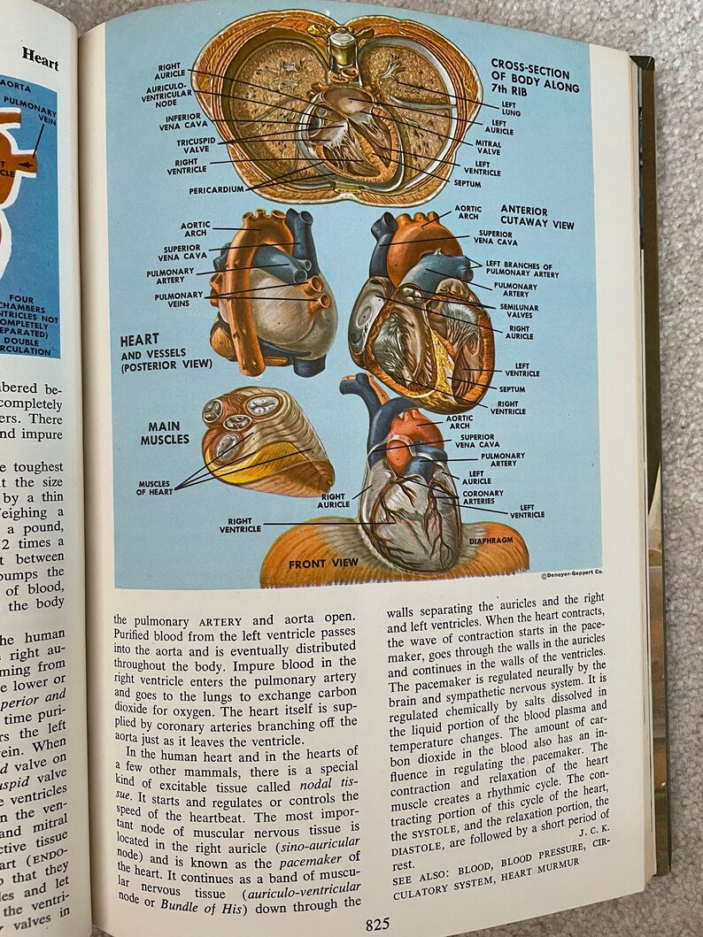 Vintage 1960s Book Hardcover 9 Gr in Young Peoples Science Encyclopedia ...