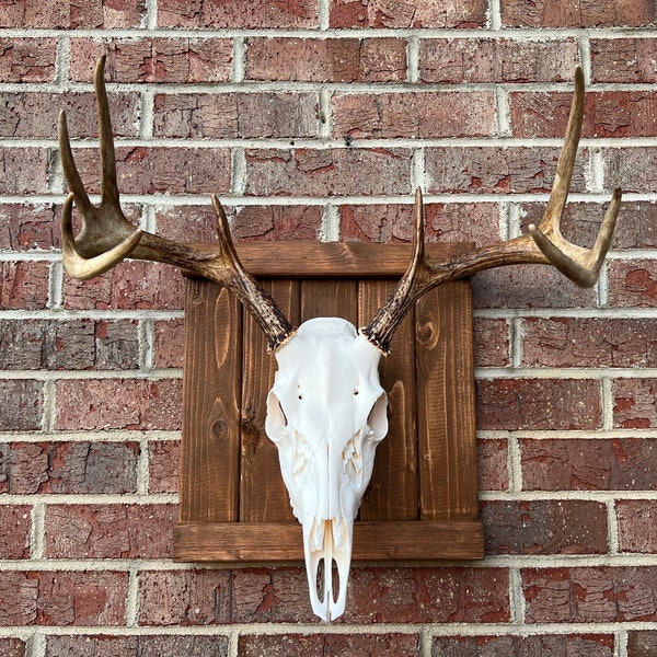 European Mount - Etsy
