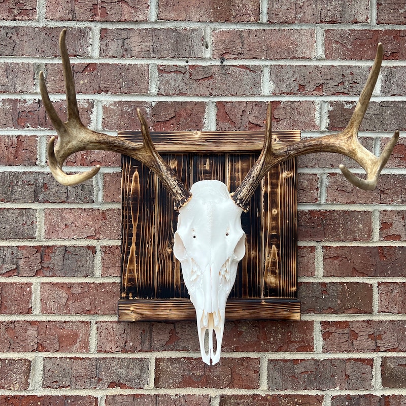 European Mount - Etsy