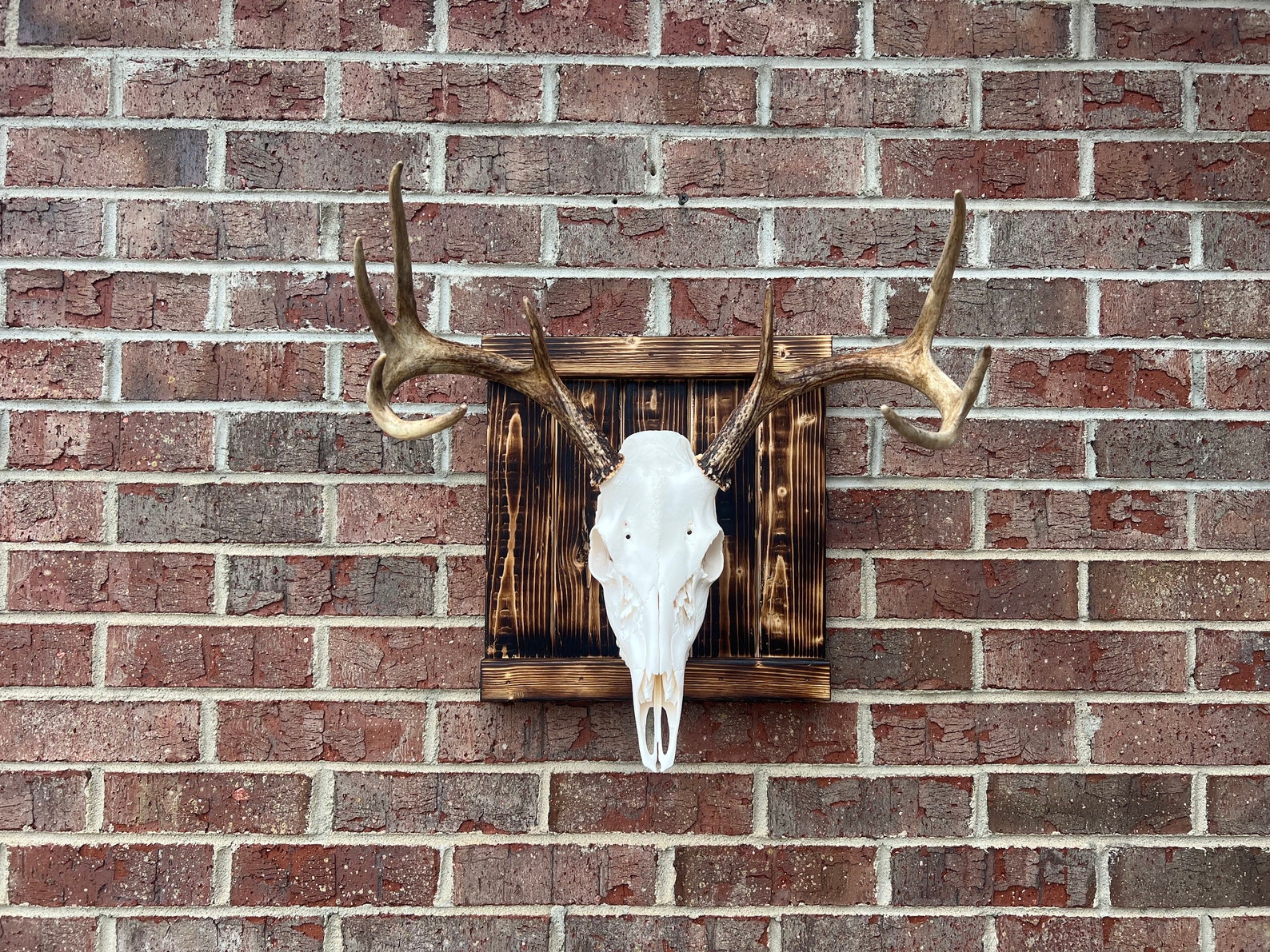 Rustic European Mount Wall Plaque - Torched Wood - Etsy