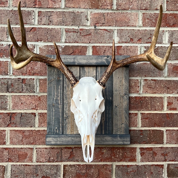 European Mount - Etsy
