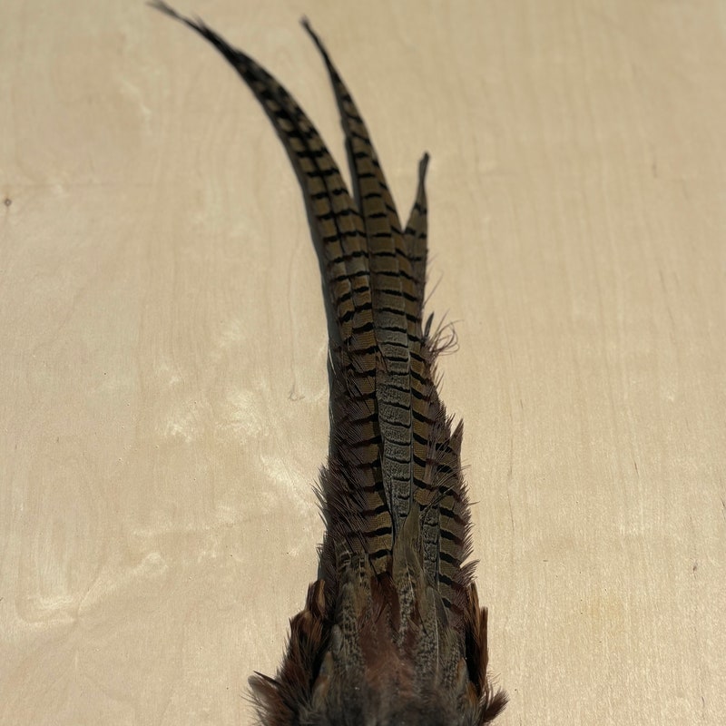 Craft Feathers - Etsy