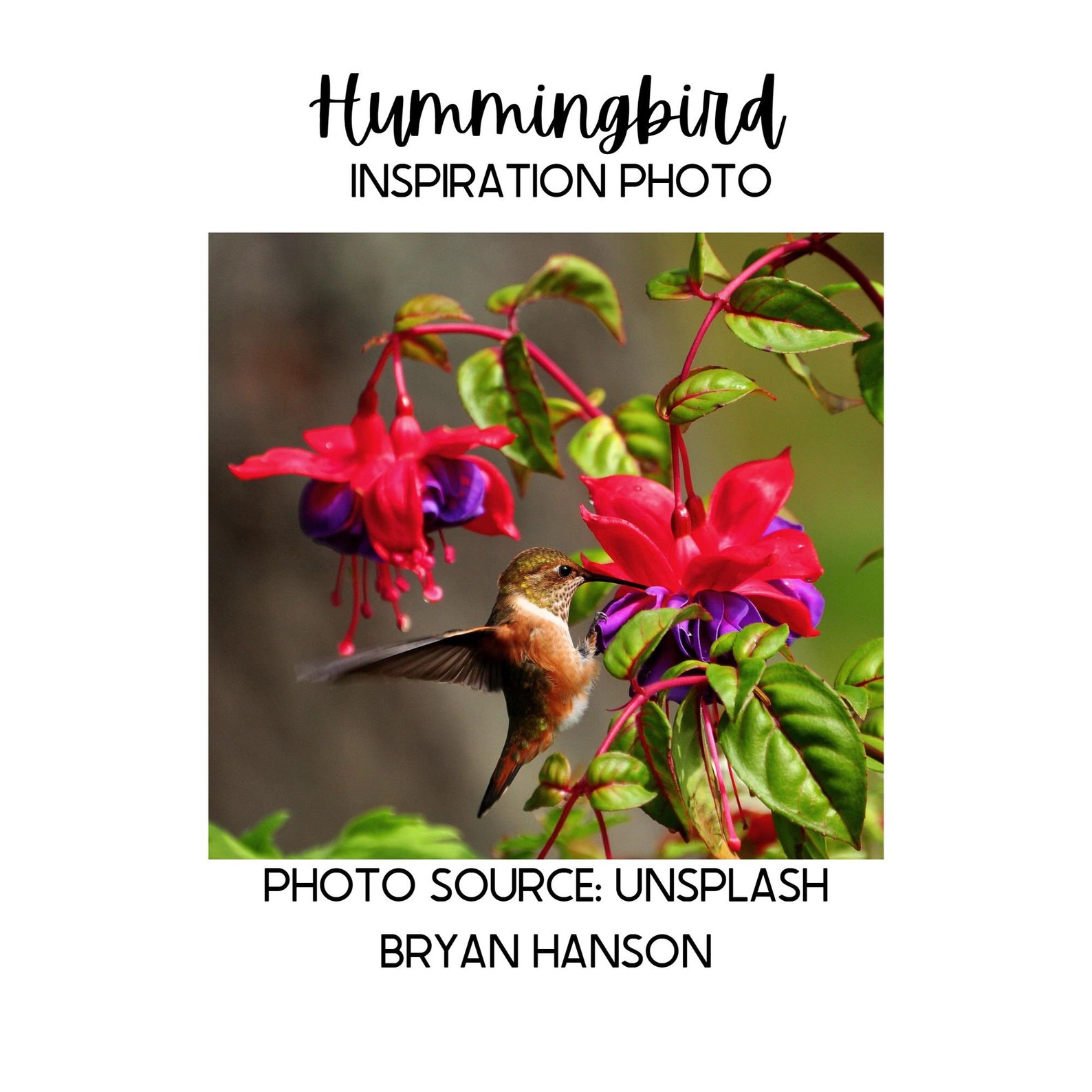Hummingbird, Procreate Color Palette, Garden Inspired Colors, Digital ...