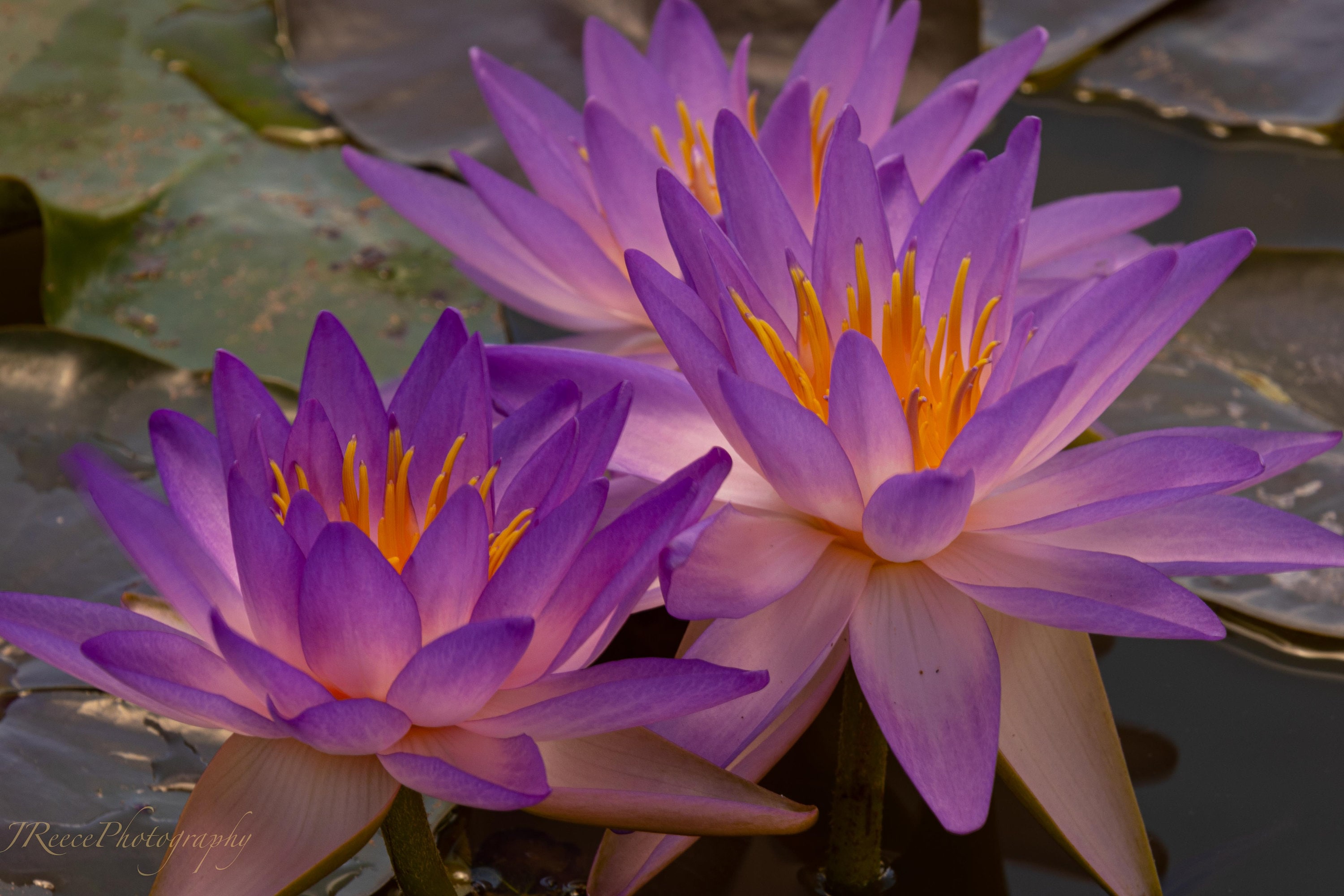 Purple Water Lilies