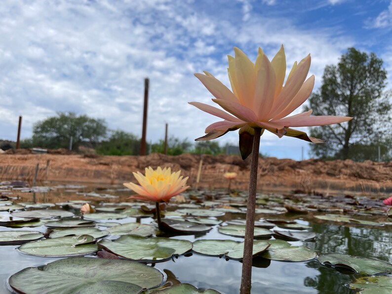 Siam Sunset Large Orange Hard Water Lily - Etsy